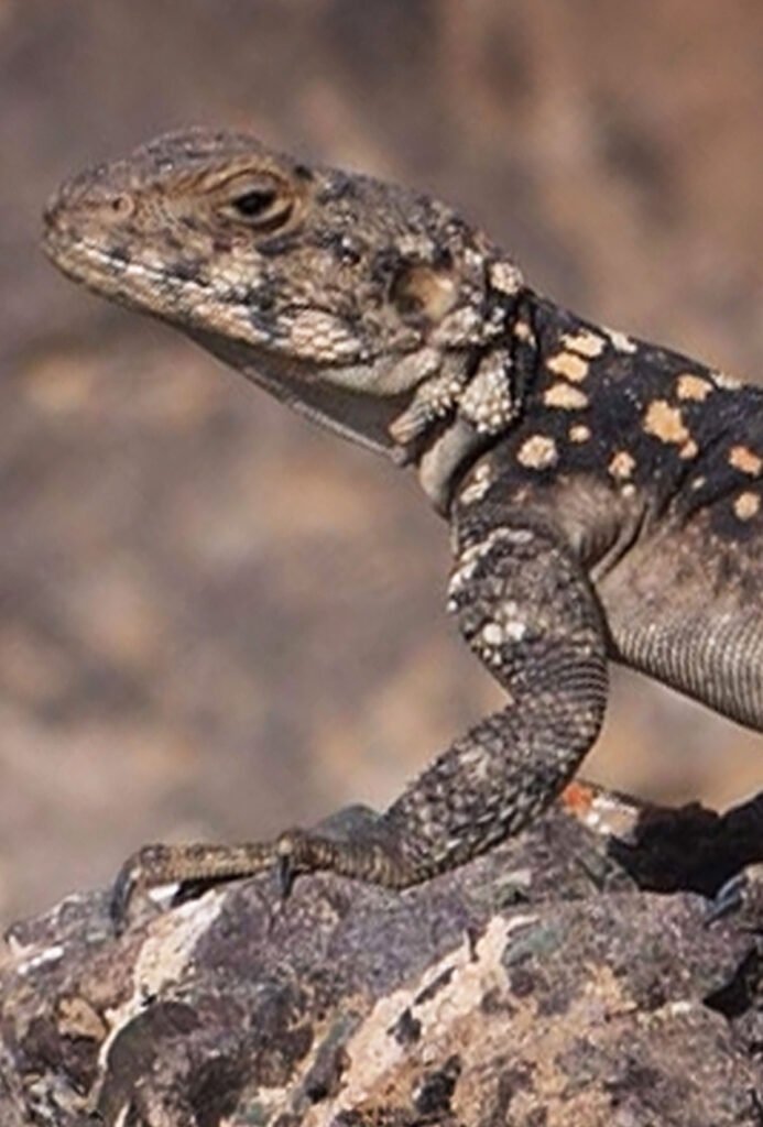 Herping Tours - Herpetology Asia